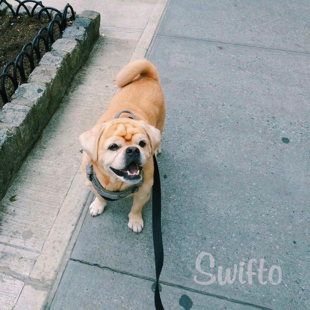 How to Successfully Foster a Dog When You Already Have One