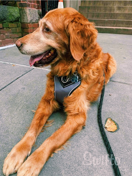 How A Dog's Memory Works